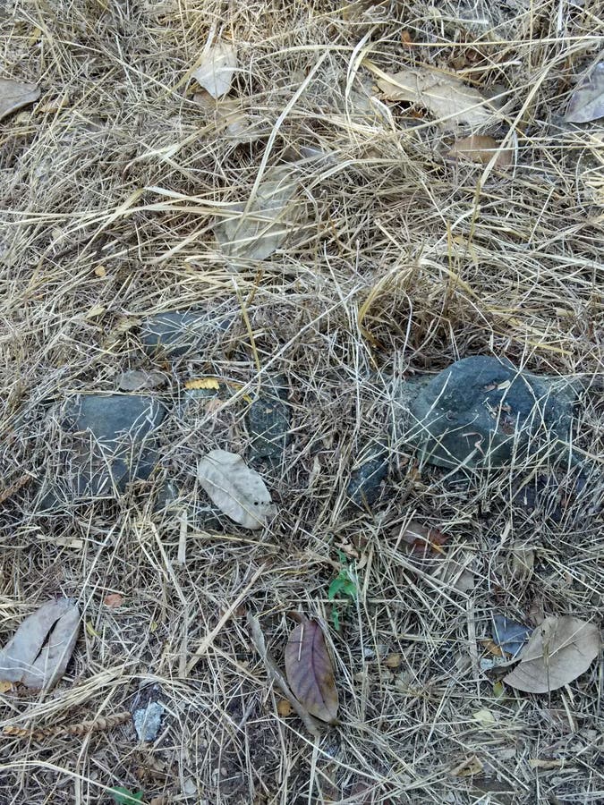 Dry grass environment stock photo. Image of design, flower - 156529220