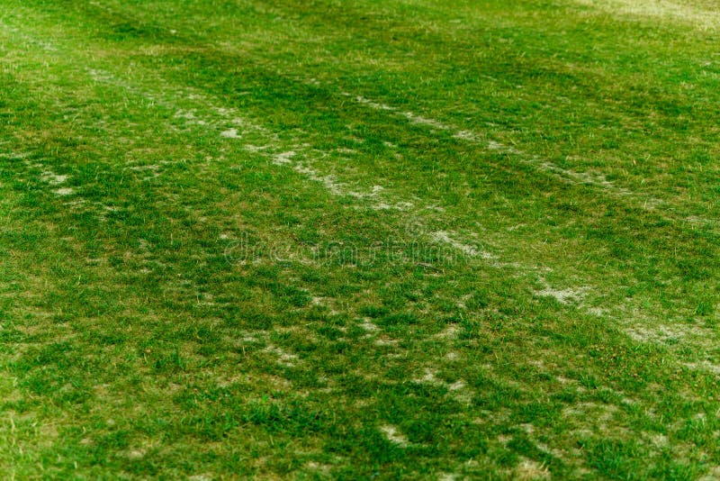 Dry Grass on the Field, Damaged Turf Stock Photo - Image of turf, rugby ...