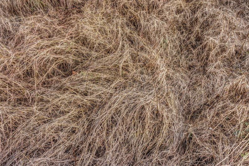 Dry grass field stock photo. Image of meadow, flora, land - 43320144