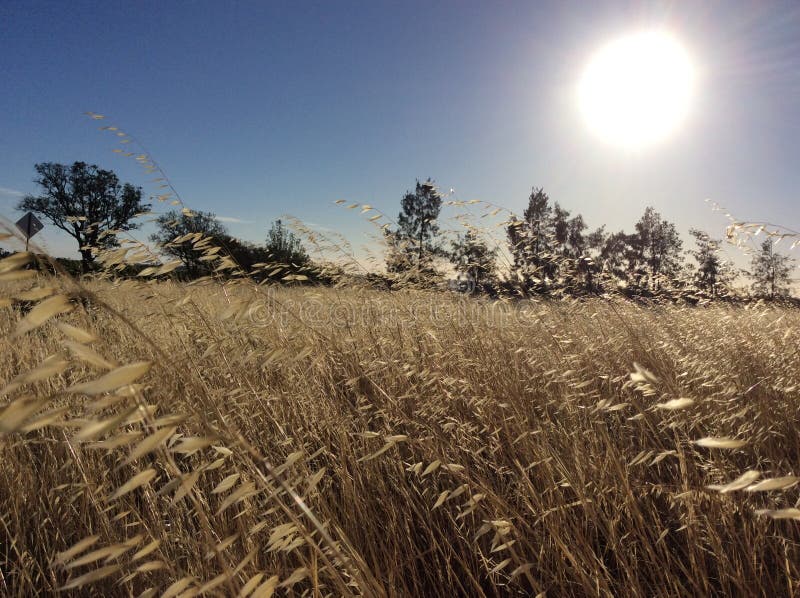 Dry grass field stock photo. Image of sunshine, grass - 157305928