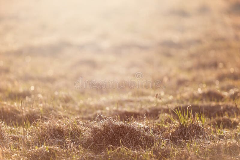 Dry Grass Field Pasture in Sunset Sunlight Stock Photo - Image of ...