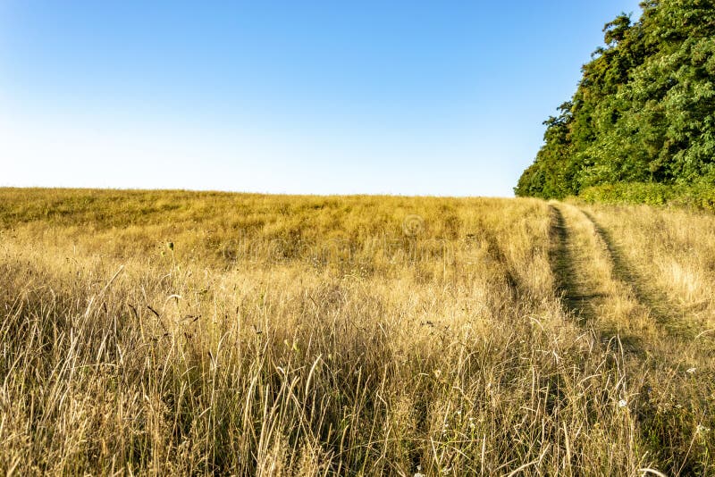 Dry Grass Field. Road in the Field and Forest Stock Photo - Image of ...