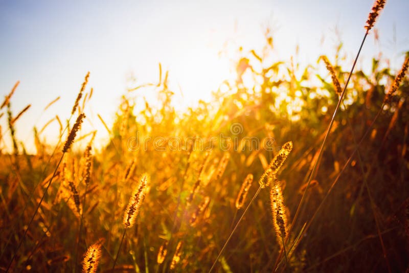 Summer Dry Grass stock image. Image of adventure, bright - 34811383