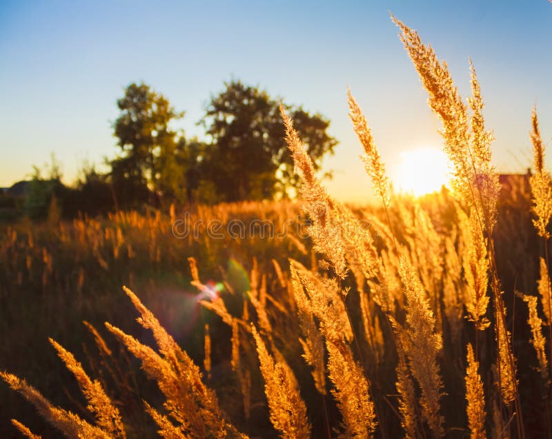 Dry grass field scene stock photo. Image of dusk, leaf - 35873888