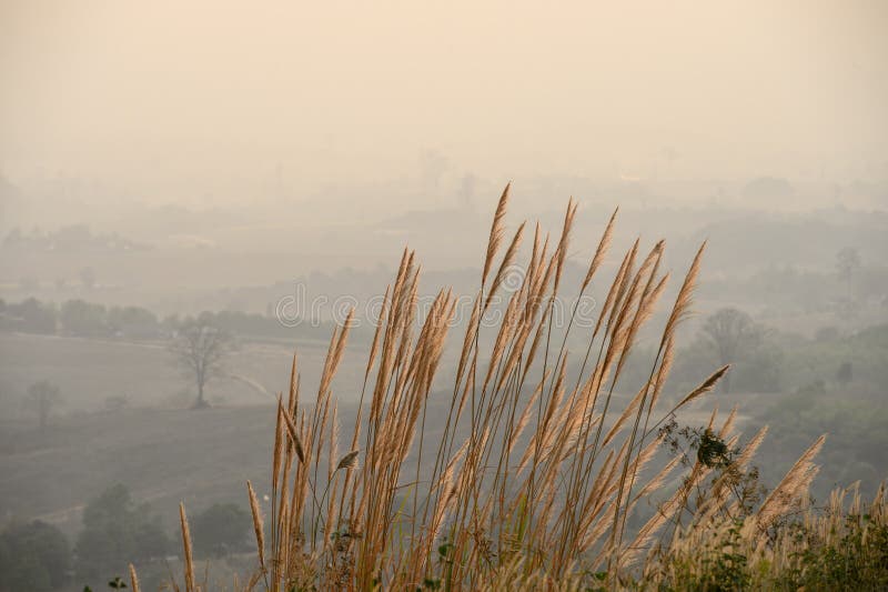 Dry grass field in scene stock image. Image of plant - 41120203