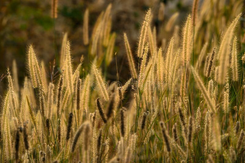 Dry grass field in scene stock image. Image of natural - 41120373