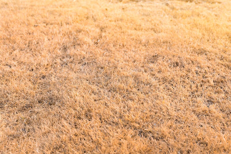 Dry grass field stock photo. Image of sunset, landscape - 85592670