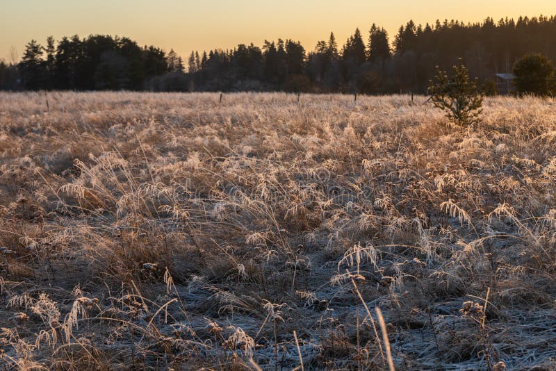 Dry Grass on Field at Sunset in Winter Stock Image - Image of landscape ...