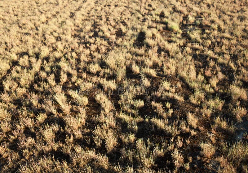 Dry grass in the field stock image. Image of fall, background - 172412871