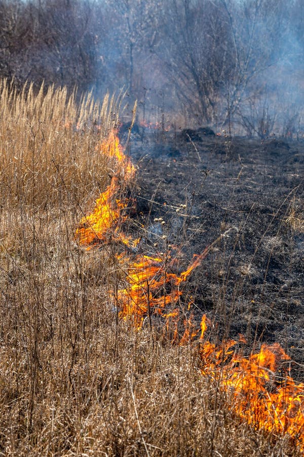 Dry Grass Fire in the Steppe. Burning Dry Grass in the Spring Stock ...