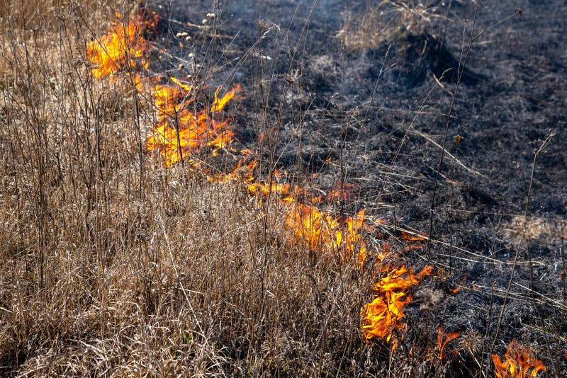 Dry Grass Fire in the Steppe. Burning Dry Grass in the Spring Stock ...