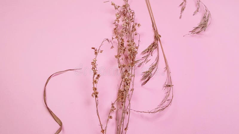 Dry Grass For Flower Arrangement On Pink Background Diy Concept Top View Copy Space Banner