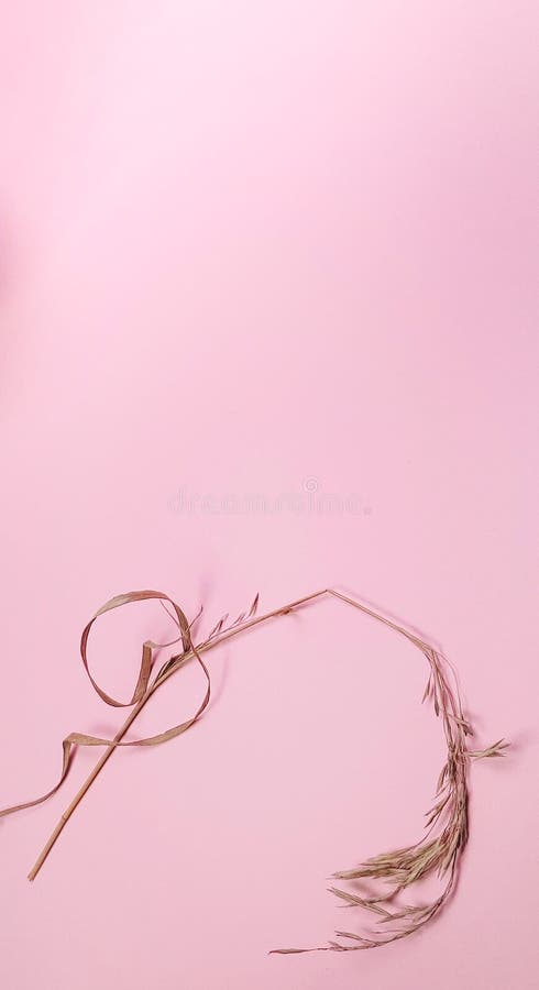 Dry Grass For Flower Arrangement On Pink Background Diy Concept Top View Copy Space