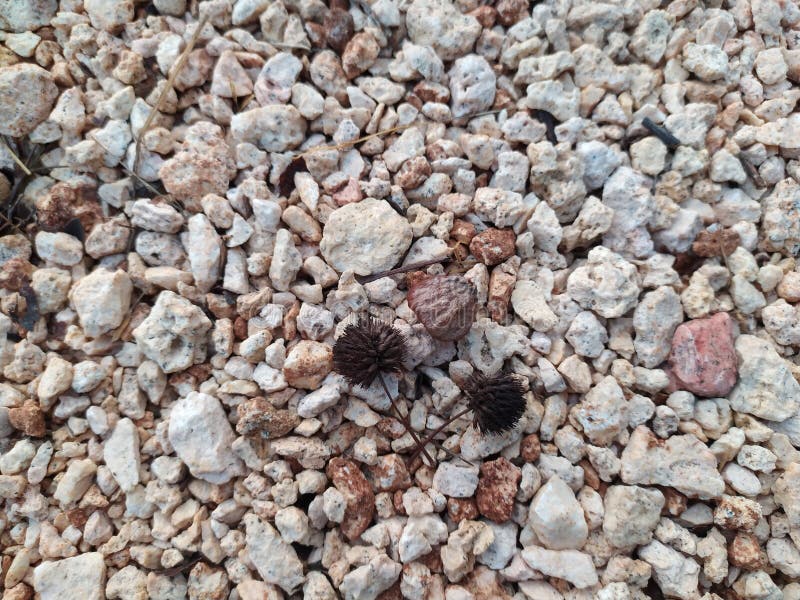 Dry Grass Flower with Coral Reef Stock Photo - Image of asphalt ...