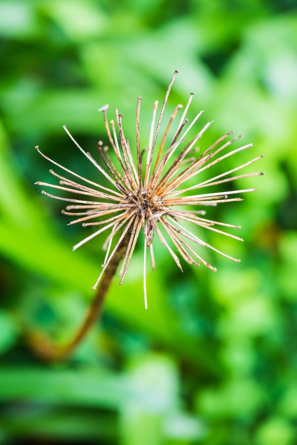 Dry grass flower in garden stock image. Image of bloom - 216211389