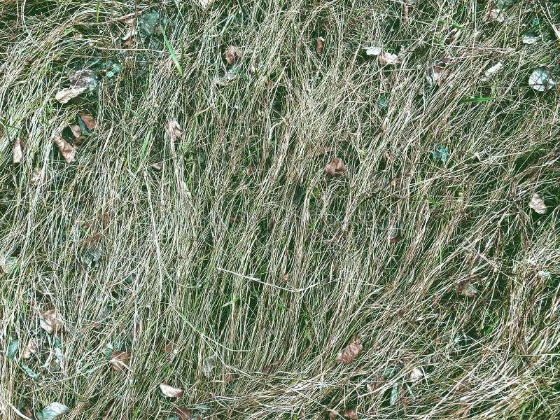 Dry Grass in the Forest with Leaves Lawn Grass Sward Turf Stock Image ...