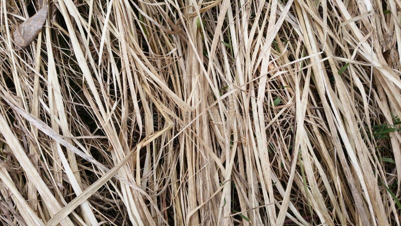 Dry grass grey texture stock photo. Image of abstract - 89528700