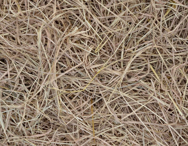 Dry grass on the ground stock photo. Image of crop, field - 286643810