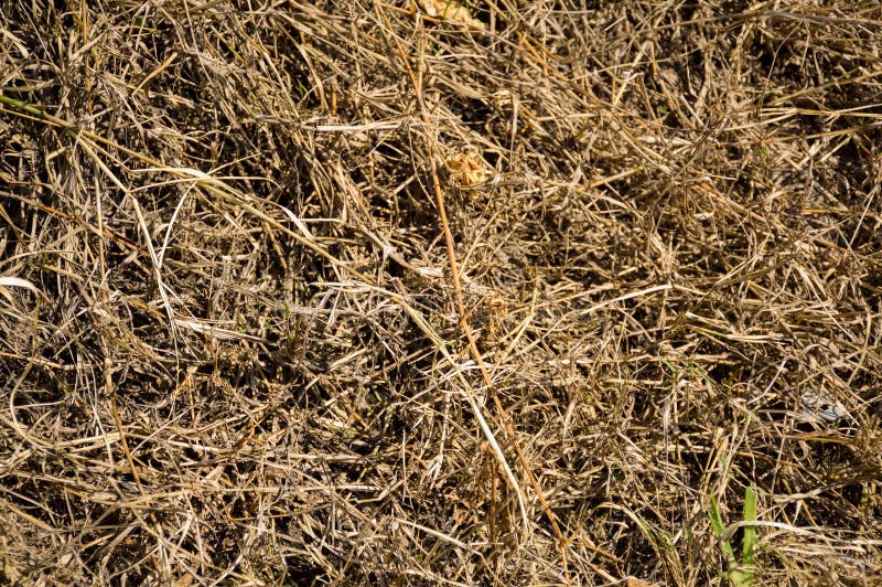 Dry grass stock image. Image of brown, nature, natural - 75363999