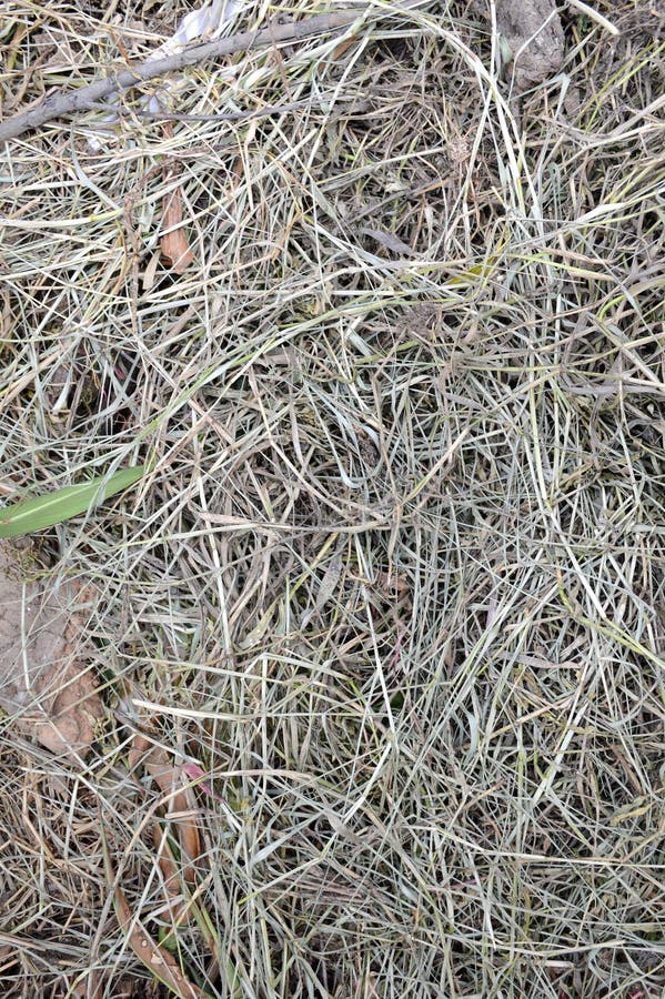 Dry grass stock photo. Image of leaves, nature, ground - 75885200