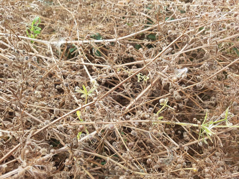 Dry grass on the ground stock image. Image of produce - 253391925