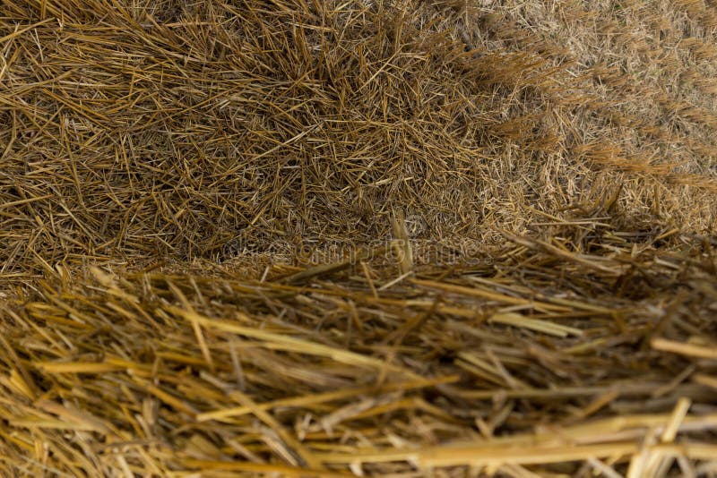 Dry grass on the ground stock image. Image of clouds - 227792787