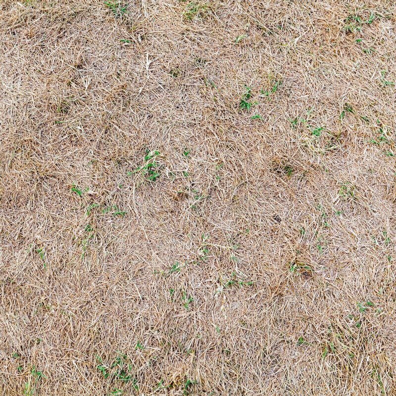 60+ Dead grass texture Free Stock Photos - StockFreeImages