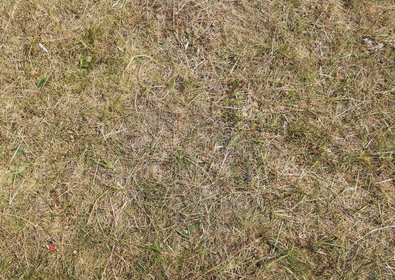 Dry grass ground texture stock photo. Image of floral - 154985518