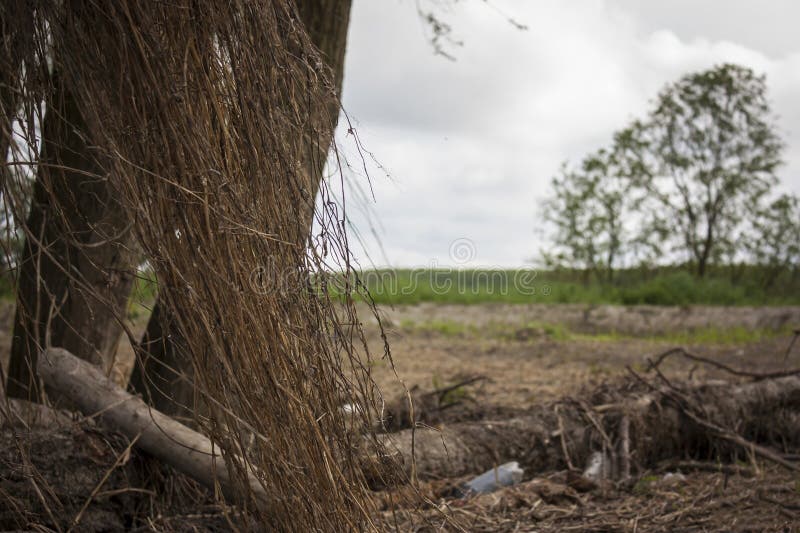 Dry Grass Hanging from Tree in Polluted Field Stock Photo - Image of ...