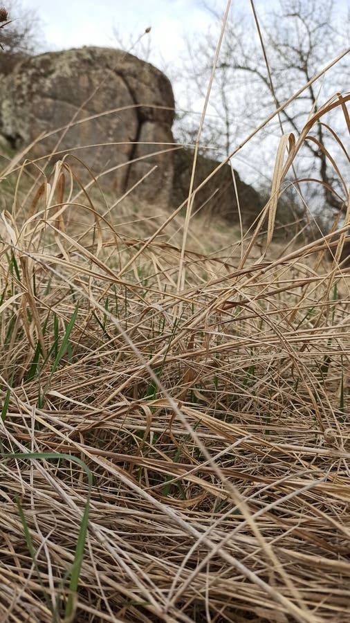 Dry Grass Hay Rock Mountain Small Stock Image - Image of wildlife ...