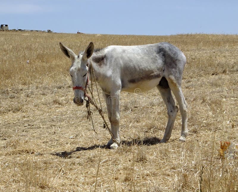 Thin Donkey Waits at the Garbage Heap Stock Image - Image of wall, thin ...