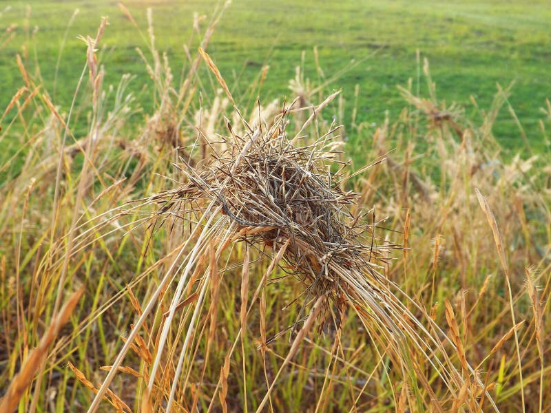 Dry grass and Insects stock image. Image of color, lady - 85746671