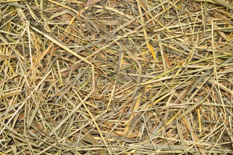 Dry Grass Isolated on White Background Stock Photo - Image of healthy ...