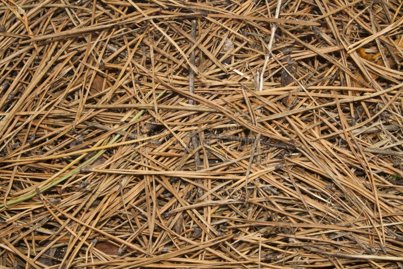 Dry Grass Isolated on White Background Stock Photo - Image of wheat ...