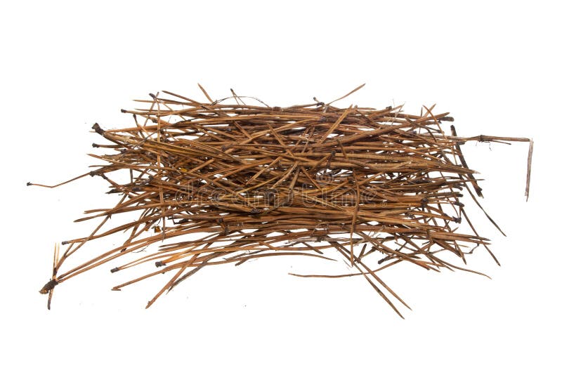 Dry Grass Isolated on White Background Stock Photo - Image of farm ...