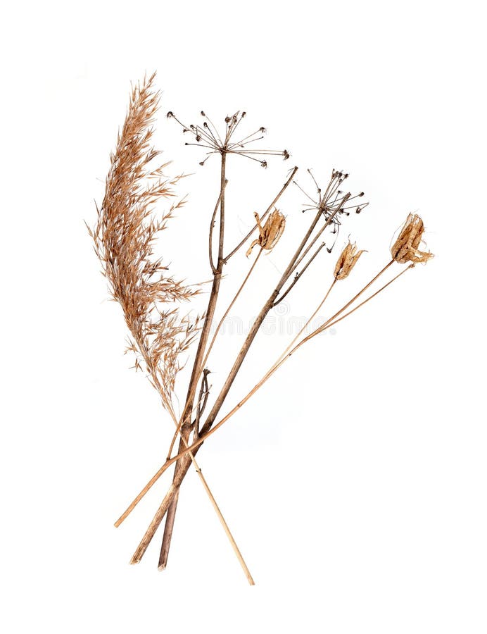 Dry Grass Isolated on a White Background Stock Image - Image of escape ...