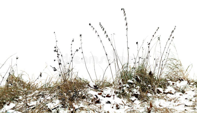 Dry Grass Isolated on White Background, Winter Photo Stock Image ...
