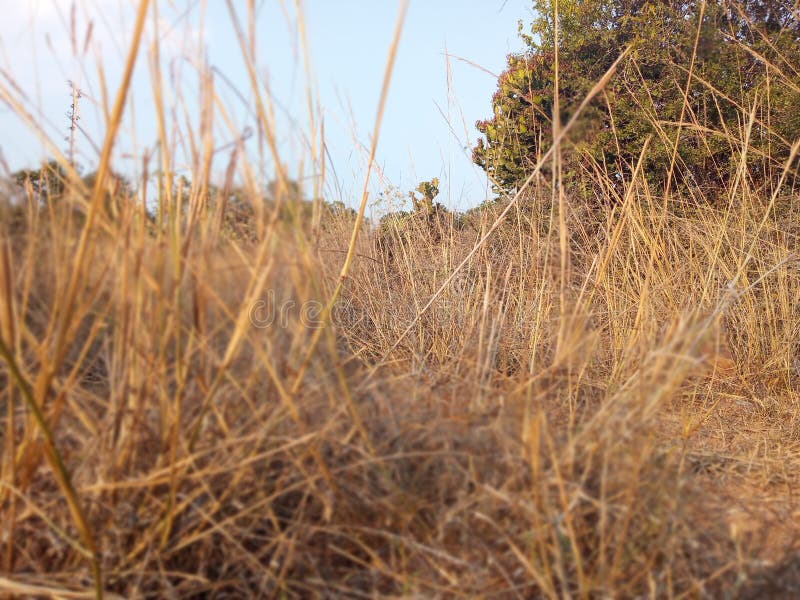Dry grass land stock image. Image of land, summer, effect - 141915597
