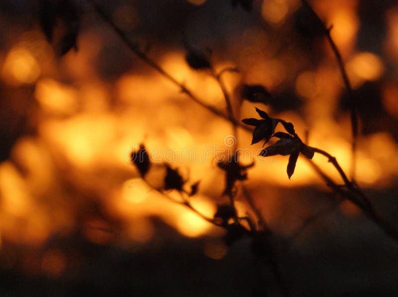 Spring fire in the skies stock photo. Image of trees - 110794950