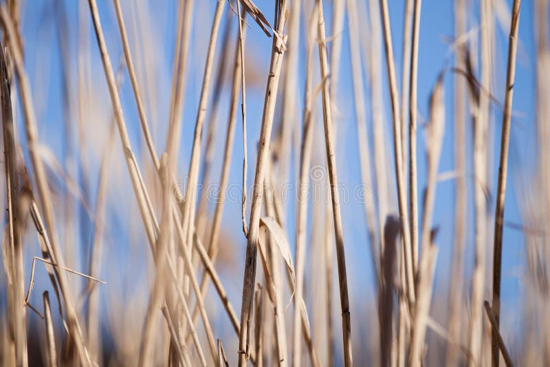 Dry grass stock photo. Image of nature, pattern, bank - 39133596