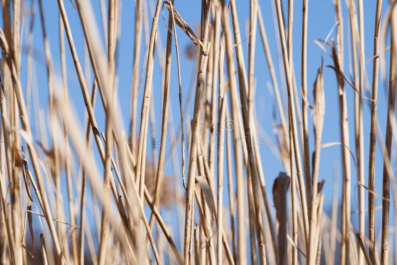 Dry grass stock photo. Image of season, closeup, background - 39133690