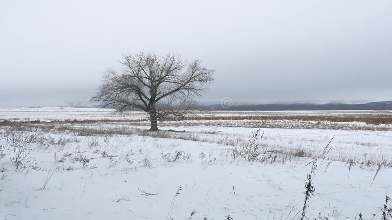 Dry the Grass Marsh Winter Reed Beautiful Cold Landscape Nature Stock ...