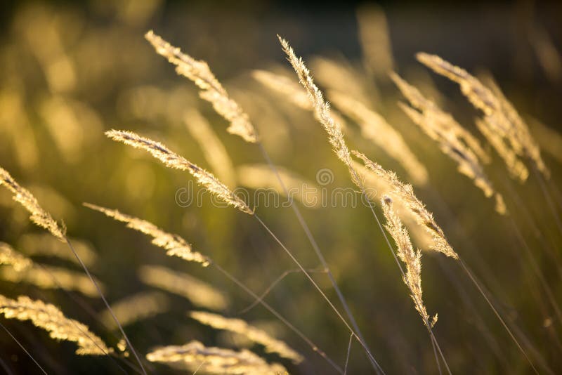 Dry grass on meadow stock photo. Image of rural, spring - 78267120