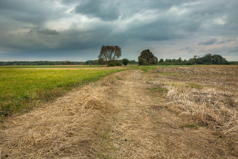 Dry Grass in the Meadow and Cloudy Sky Stock Photo - Image of ...