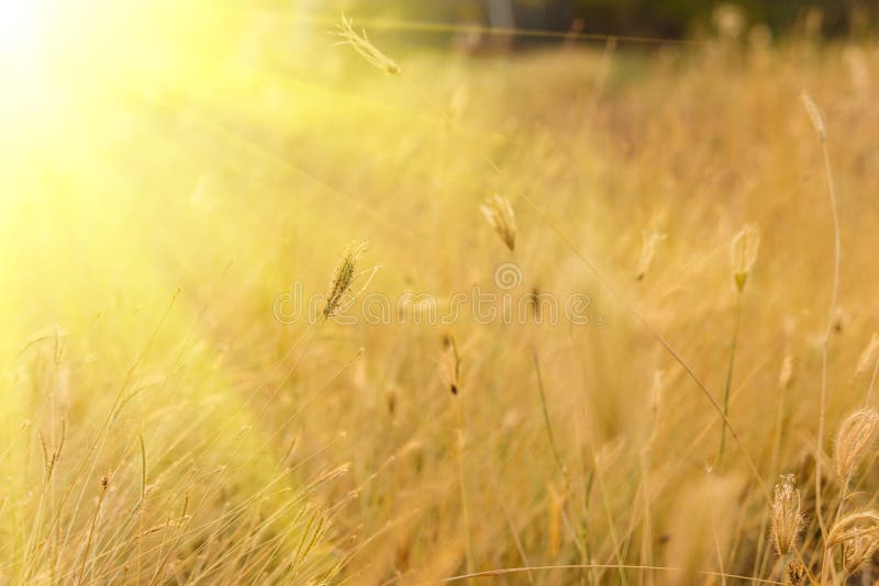 Dry Grass in the Meadow in the Morning Light Stock Photo - Image of ...
