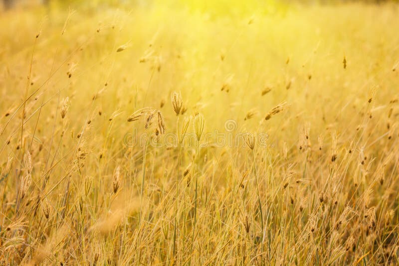 Dry Grass in the Meadow in the Morning Light Stock Photo - Image of ...