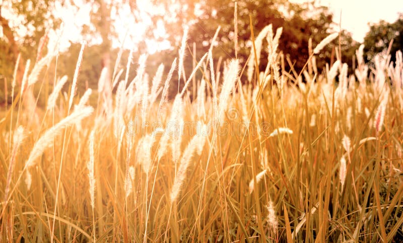 Dry Grass in a Meadow on Sunset. Stock Photo - Image of color, space ...