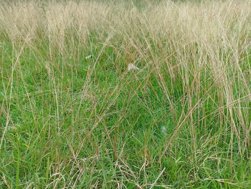 Dry Grass Middle Stretch Green Stock Photos - Free & Royalty-Free Stock ...
