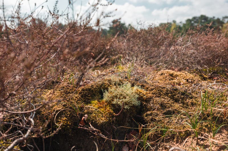 Dry Grass, Moss and Shrubs in the Loonse and Drunense Duinen National ...