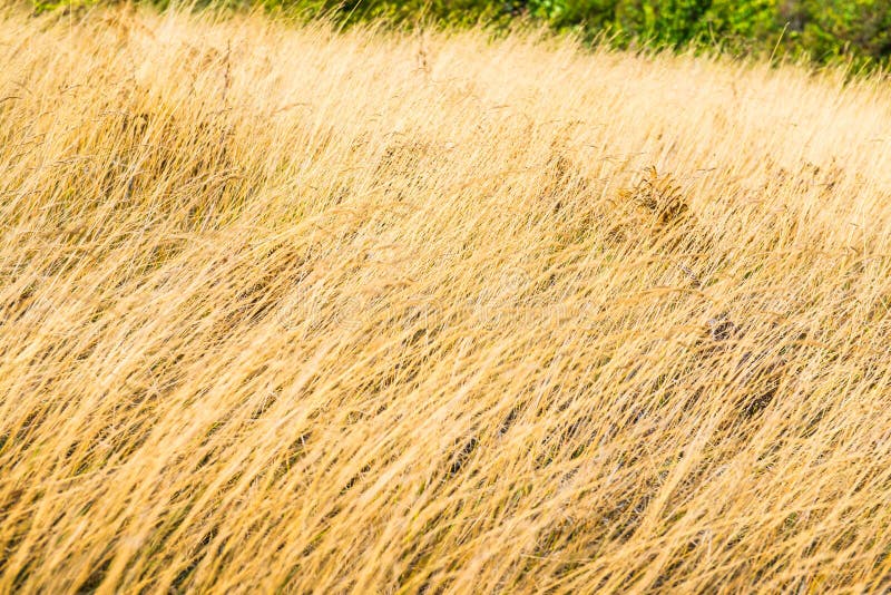 Dry grass on mountain stock photo. Image of away, wild - 213522528
